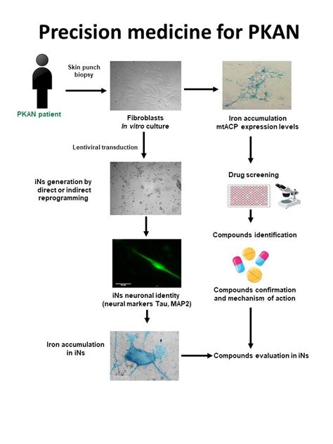 Cell Based Disease Modeling And Drug Screening Approach In Pkan Pkan Download Scientific