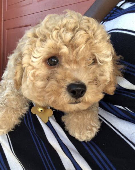 Cockapoo Puppies For Sale West Palm Beach Fl 311239