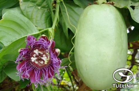 Passiflora Quadrangularis L Công Dụng Dưa Gang Tây