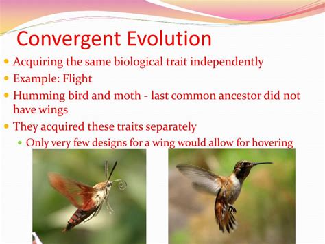 Ppt Homologous And Analogous Structures Powerpoint Presentation Free