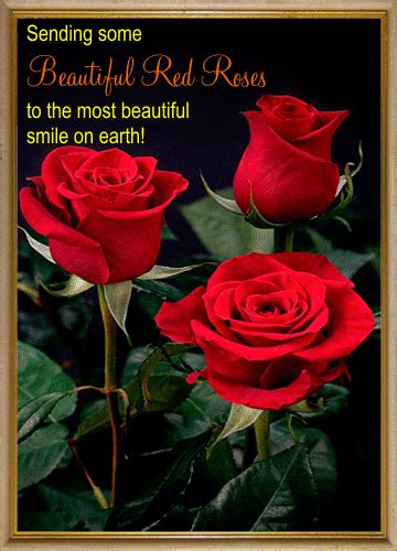 Most Beautiful Red Roses Pictures
