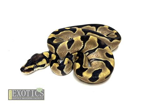 Enchi Fire Ball Python