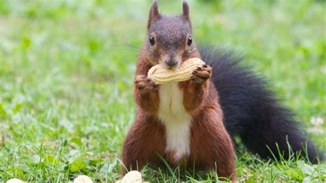 Crack The Code Of Squirrel Behavior Your Ultimate Guide