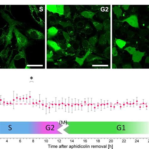 Hela Cells After Removal Of Aphidicolin Cell Cycle Block A Hela Download Scientific Diagram