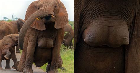 Elephants Huge Boobs Are Something To Be Seen In South Africa Metro News