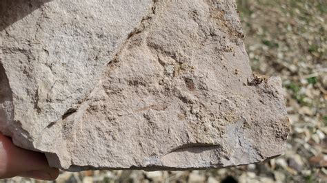Wheeler High School Fossil Beds Currently Rockhounding