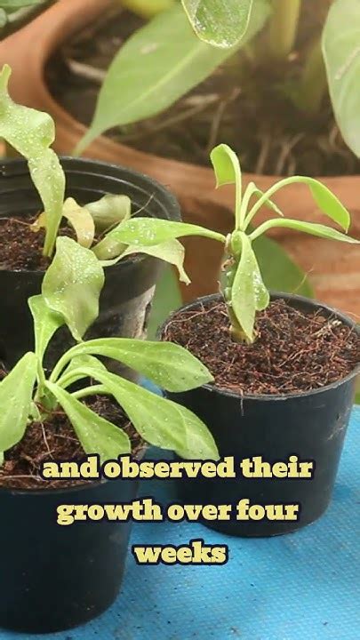 Why Scientist Do Experiment Replicate Lesson Science