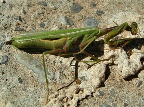 Gallery Dead Praying Mantis