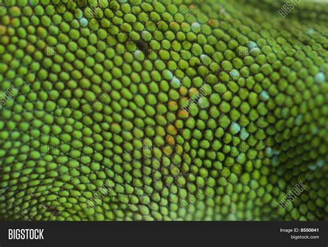 Green Reptile Scales