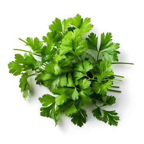 Premium Ai Image Isolated Of Cilantro Leaves Type Of Herb Coriandrum Sativum Form Of Herb On