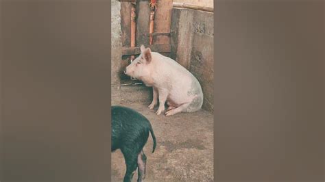 Pig Farm Assam Youtube