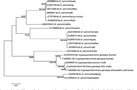 Figure 1 From Molecular Characterization Of Cryptosporidium Spp From Foals In Italy Semantic