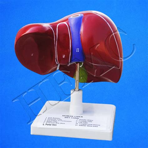 Human Liver With Gallbladder Laboratory Products