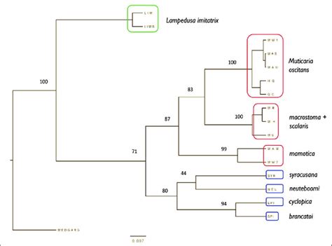 Phylogenetic Reconstruction By Bayesian Inference Obtained By Combined Download Scientific