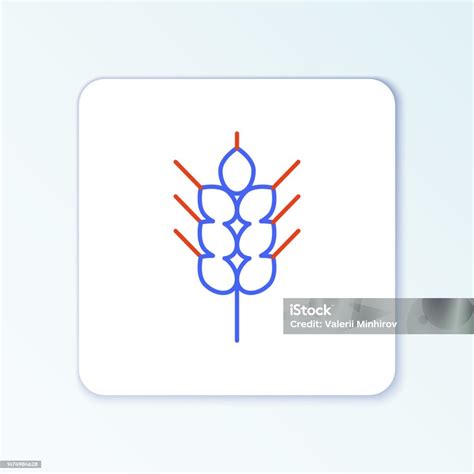 쌀 밀 옥수수 귀리 호밀 보리 아이콘이 흰색 배경에 고립 된 라인 시리얼 세트 밀 빵 기호의 귀 다채로운 개요 개념 벡터 가을에 대한 스톡 벡터 아트 및 기타 이미지