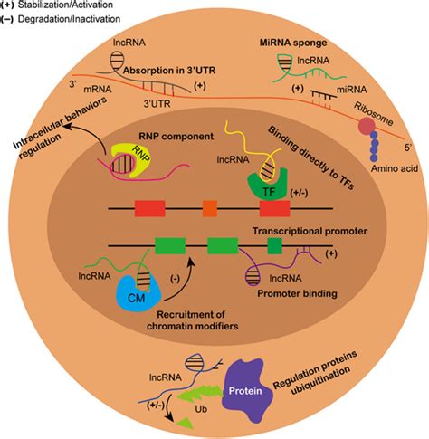 Research Progress On Long Non Coding RNAs And Their Roles As Potential Biomarkers For Diagnosis