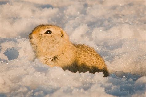 Go 🐿 Application Security And Appsec Automation Made Easy Rgolang