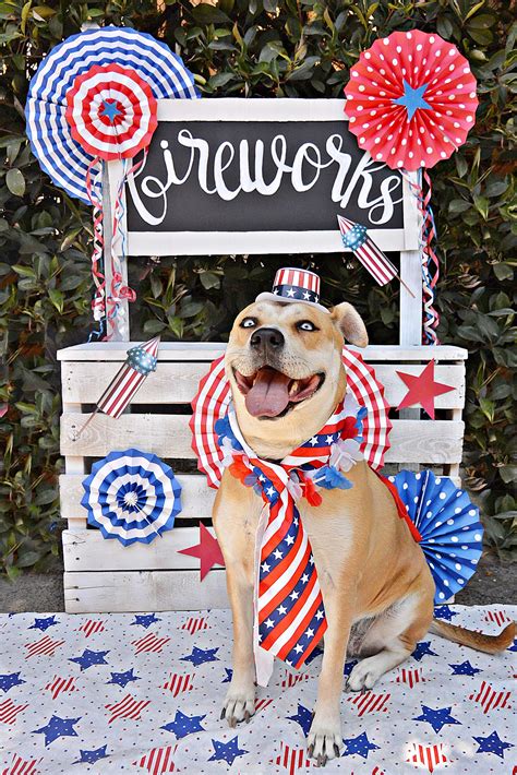 27 Grooming Backdrops Ideas In 2025 Dog Photoshoot Dog Photos Dog