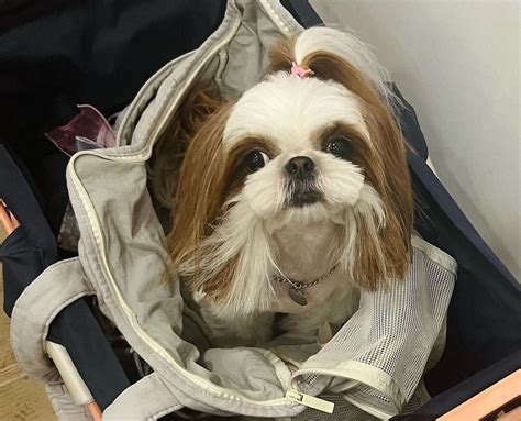 블라인드 블라블라 헤어스타일을 바꿔보았다