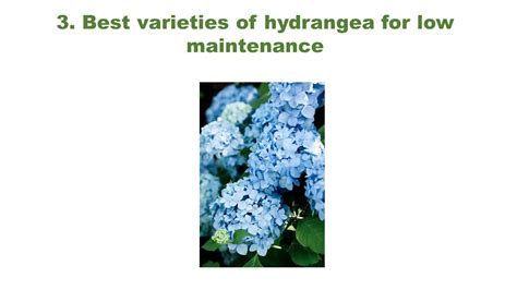 The Best Hydrangea Varieties To Grow In Your Garden