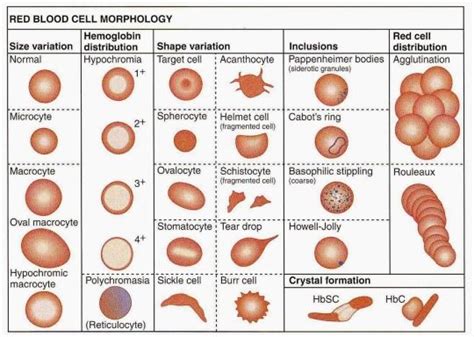 Morfología De Eritrocitos Hematología Sangre Eritrocitos