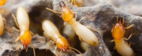 Subterranean Termites Krypton Pest Control Fl