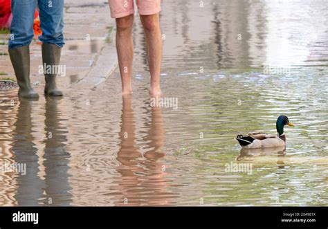Passau Deutschland Juni 2024 Eine Ente Schwimmt In Einer Gasse In