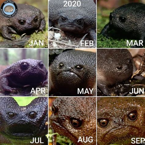 2020 As Brought To You By Breviceps Fuscus Scrolller