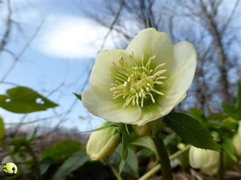 Магия леса | Krasnodar