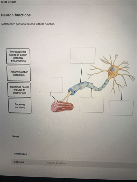 Solved Points Neuron Functions Match Each Part Of A Chegg Com