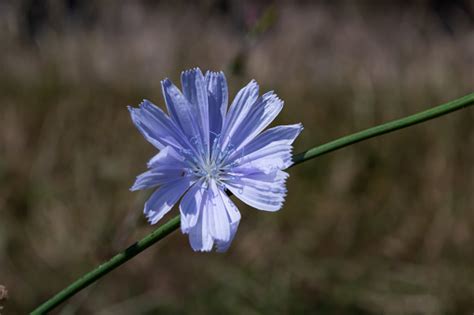 푸른 치커리 꽃 가까이 선원 치커리 커피 잡초 또는 Succory라고 불리는 바이올렛 Cichorium Intybus 꽃은 민들레 가족 국화과의 다소 우디하고 초본 다년생