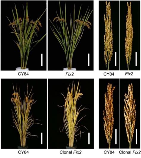 杂交水稻无融合生殖体系已实现正常结实率—新闻—科学网