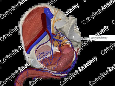 Internal Pudendal Artery Complete Anatomy