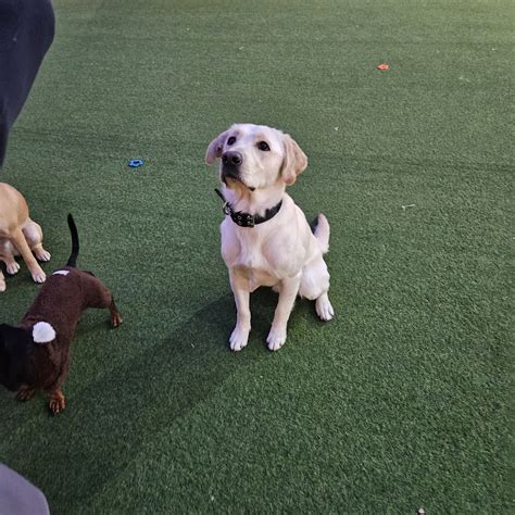 라브라도리트리버 리치 강아지책임분양♥ 강아지•고양이입양 강아지보호소 고양이보호소 무료분양 아이조아보호소