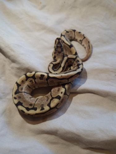 Female Fire Spider 2024 Royal Pyhton For Sale In Cambridge