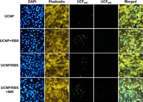 Nir Triggered Release Of Nitric Oxide By Upconversion Based Nanoplatforms To Enhance Osteogenic