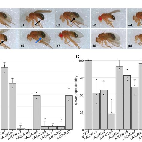 Morphological And Locomotor Phenotypes In Nachr Subunit Mutants A