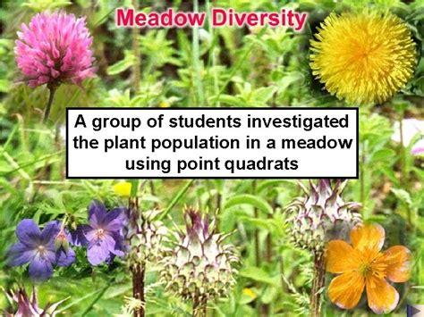 Biology 16 18 Species Diversity Simpsons Diversity Index