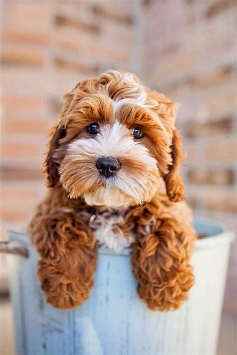 Most Unique Dog Top 3 Beautiful Cute Cavapoo Puppies