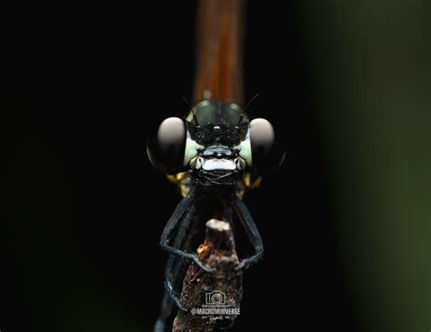 MacroPorn XXXL Small Things