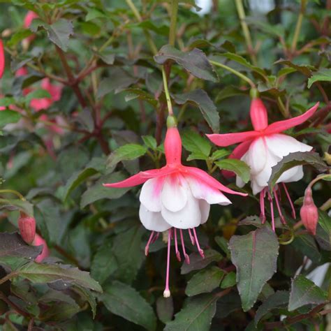 Fuchsia Hardy Alice Hoffman Agm 1l Coolings Garden Centre