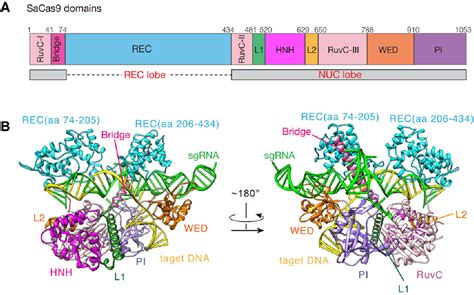 [pdf] Full Length Model Of Sacas9 Sgrna Dna Complex In Cleavage State Semantic Scholar