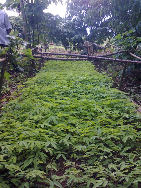 Social Forestry In Uganda Setting A Precedent GlobalGiving