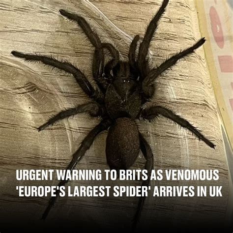 Urgent Warning To Brits As Venomous Europes Largest Spider Arrives