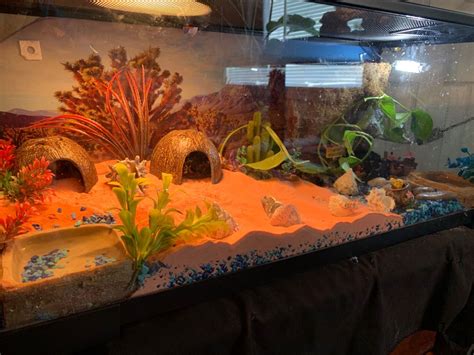 30 Gallon Hermit Crab Tank A Good Setup For Hermit Crabs