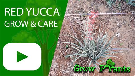 Red Yucca Grow And Care Hesperaloe Parviflora Youtube