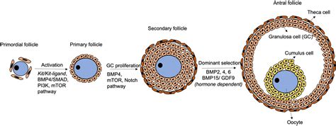 Ovary Primordial Cells