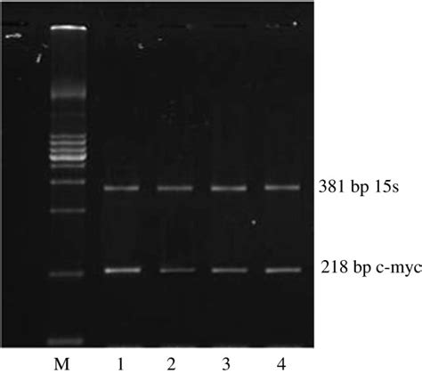Expression Of C Myc Oncogene In Untreated And Treated Download Scientific Diagram