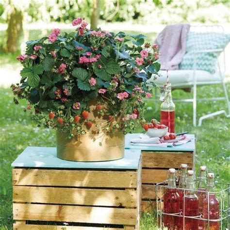 Berried Treasure Pink Strawberry Haiyiplants