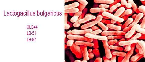 Lactobacillus Bulgaricus Glb44 Lb 51 Lb 87 Probiotic Characteristics And Benefits